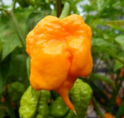 Yellow Carolina reaper chili (seme)