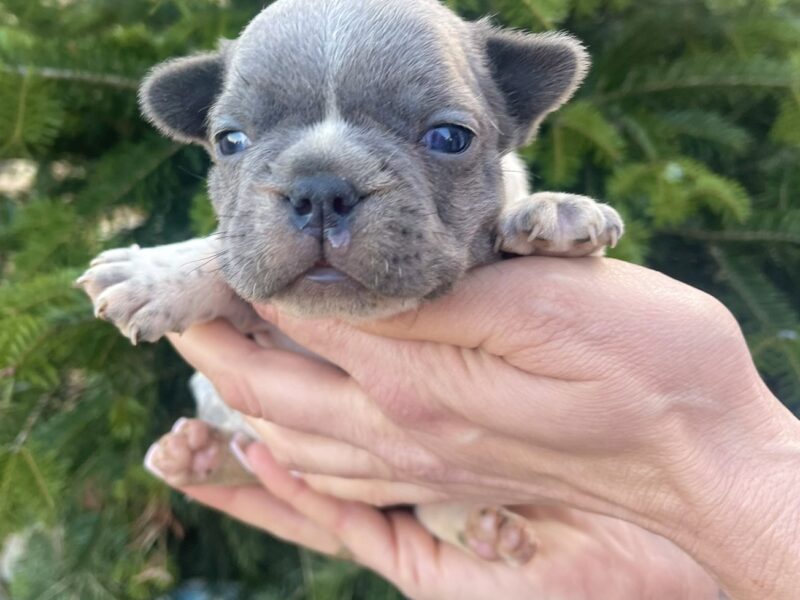 Francuski Buldog egzotične boje štenci