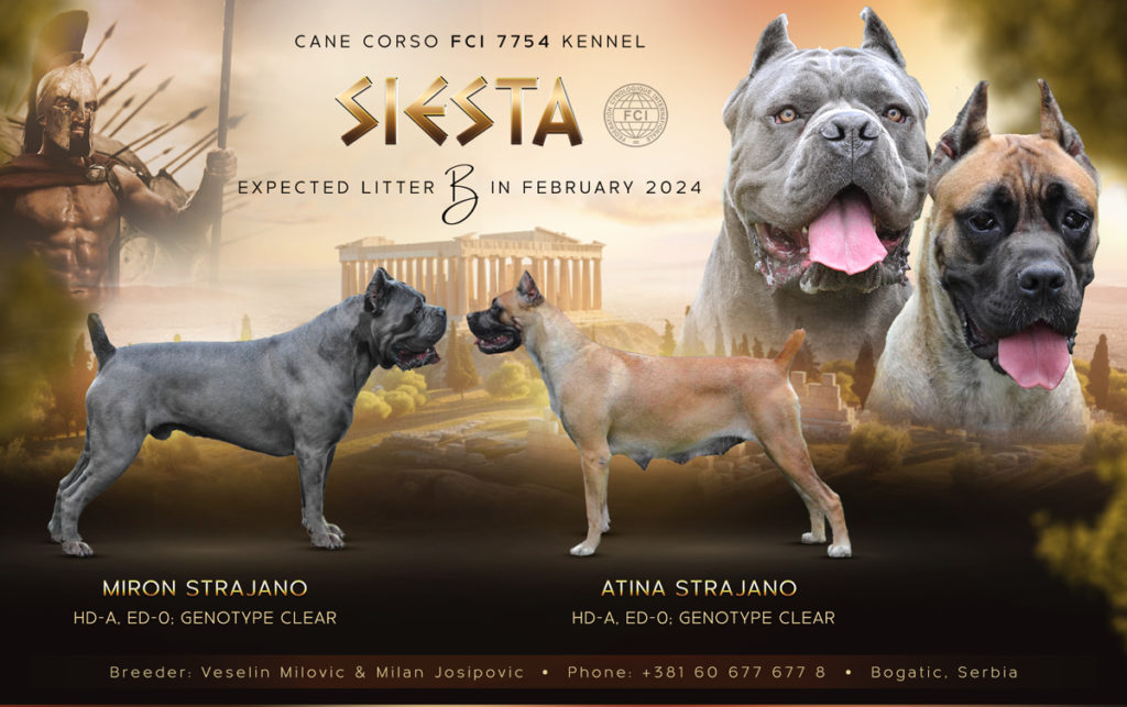 Kane Korso Cane Corso štenci