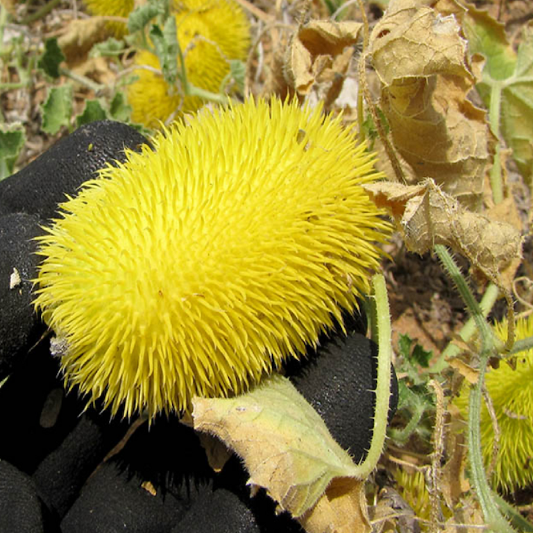 Seme Arapskog krastavca (Cucumis dipsaceus)