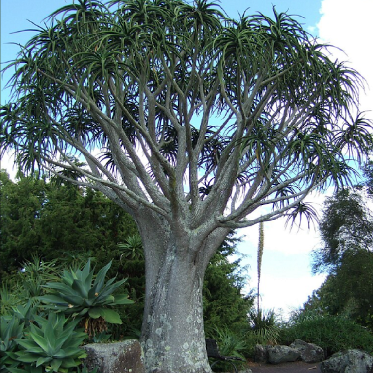 Seme Aloe drveta (Aloidendron barberae)