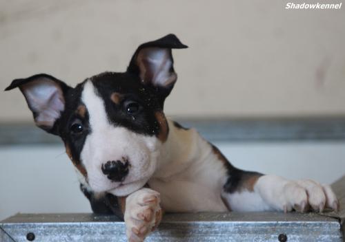 Mini Bull Terijer štenci