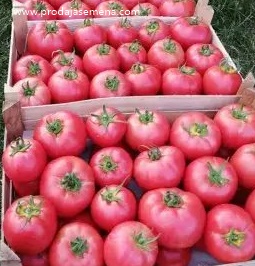 Seme,Pink Gusto(ukus) F-1 paradajz (profesional)- Krupan i ukusan,najpopularniji hibrid…