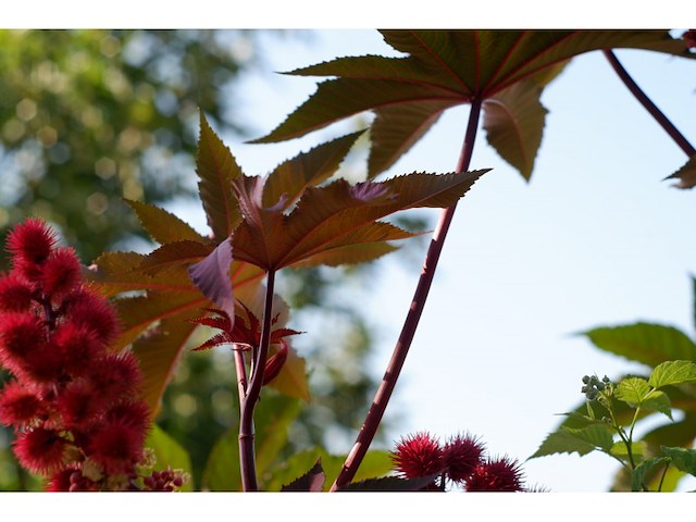 Ricinus crveni kastor castor permakultura biodinamika