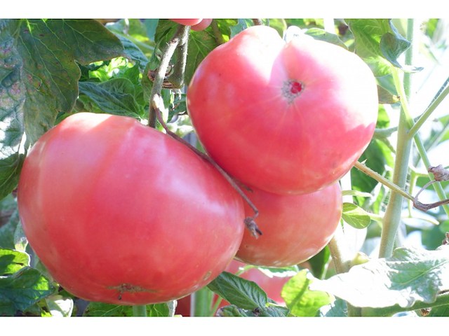 Paradajz rozi jabučar permakultura biodinamika domaće s