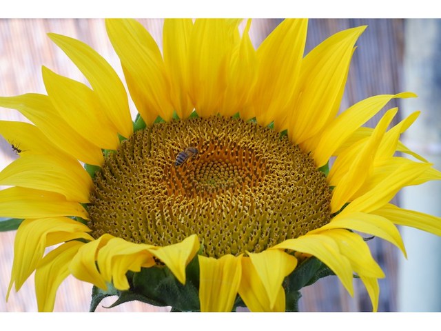 Jednoglavi suncokret krupnih cvetova biologika biobašto