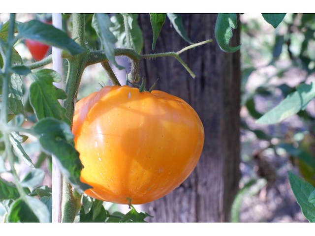 Narandžasti paradajz krupnih plodova za šarenu salatu