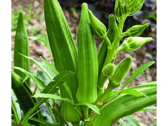 Zelena bamija okra prirodno domaće seme organsko