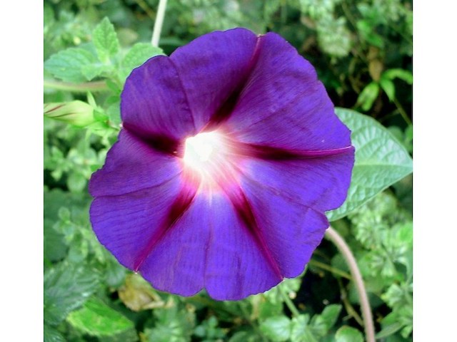 Ljubičasti ladolež morning glory organsko netretirano s