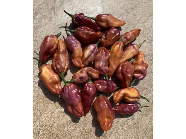Pimenta Jolokia chili (seme)
