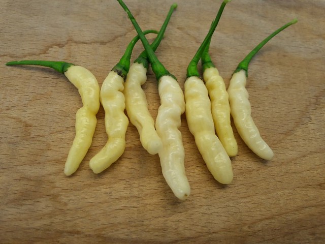 Aribibi Gusano - 20 semenki chili paprike