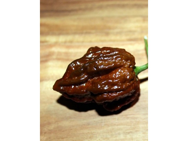 Naga Chocolate chili (seme)