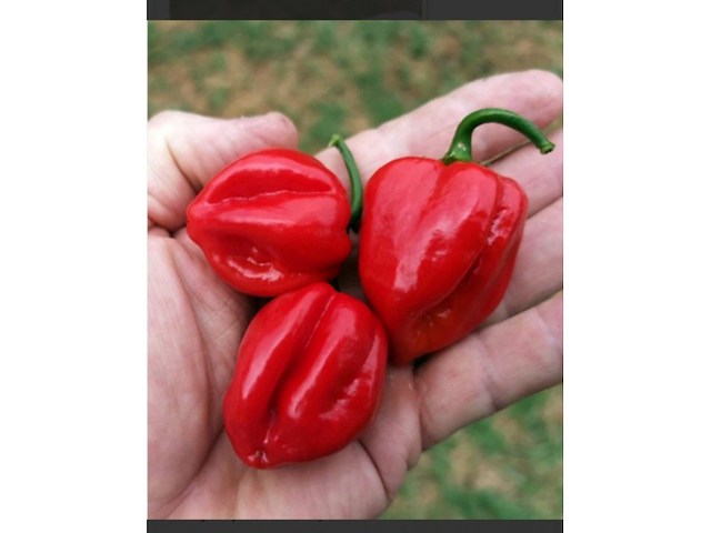 Red Savina chili (seme)