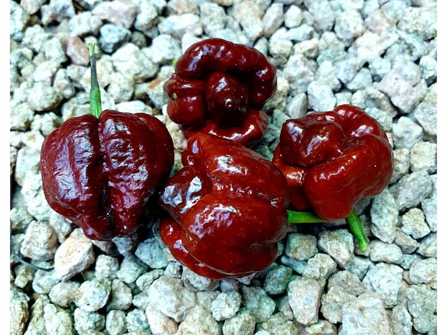 Trinidad moruga Chocolate Pimenta (seme)