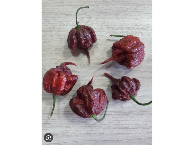 Carolina reaper pimenta (seme)