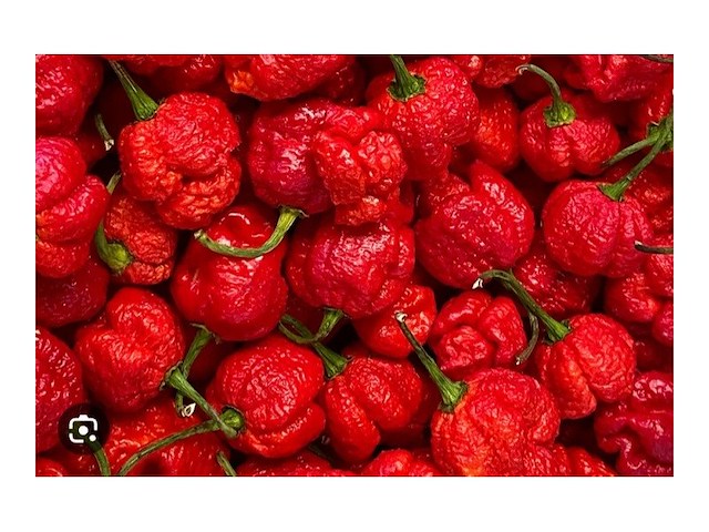 Carolina reaper pimenta (seme)