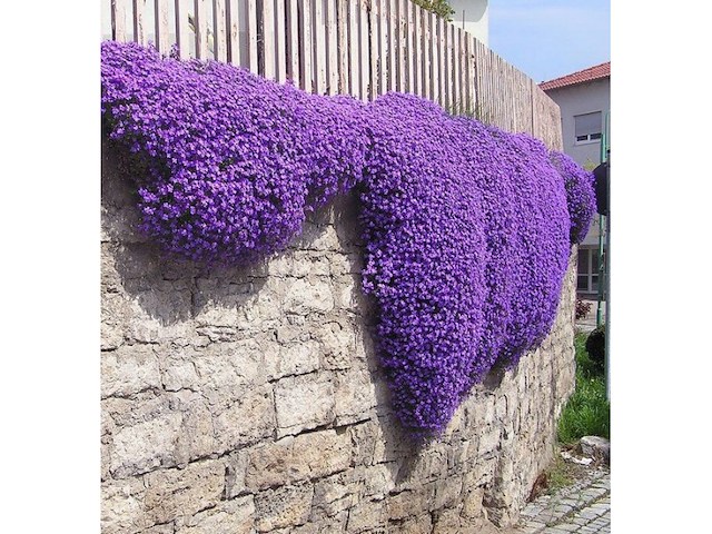 Aubretia Royal Violet (600 semenki)