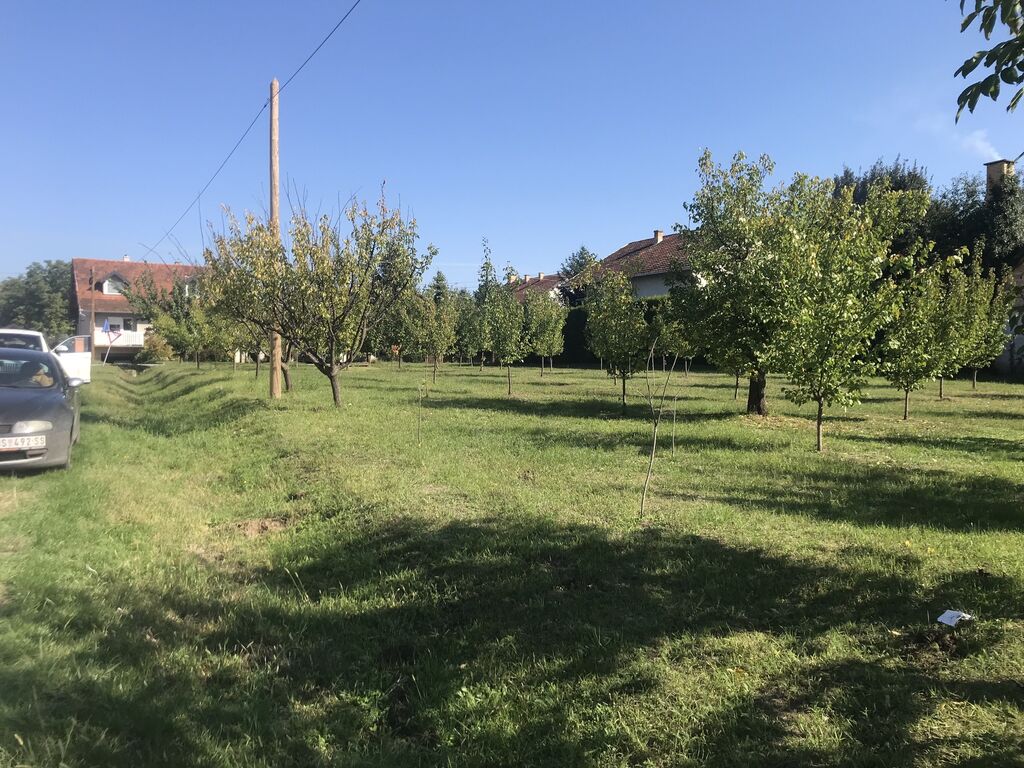 Gradjevinski plac 1200 kvadrata (12 ari ) N Placu ima 60 kajsija 4