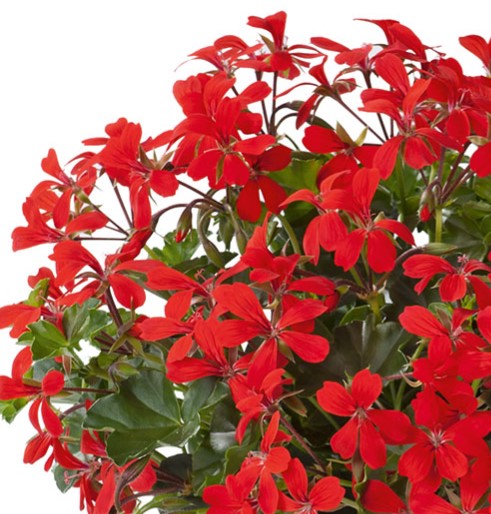 Muškatla slovenačka crvena – Pelargonium peltatum ‘Red’