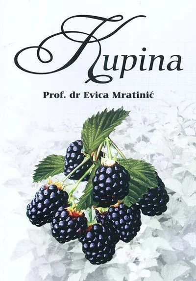 Kupina