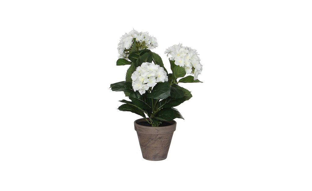 Biljka u posudi Hydrangea 40cm bijela