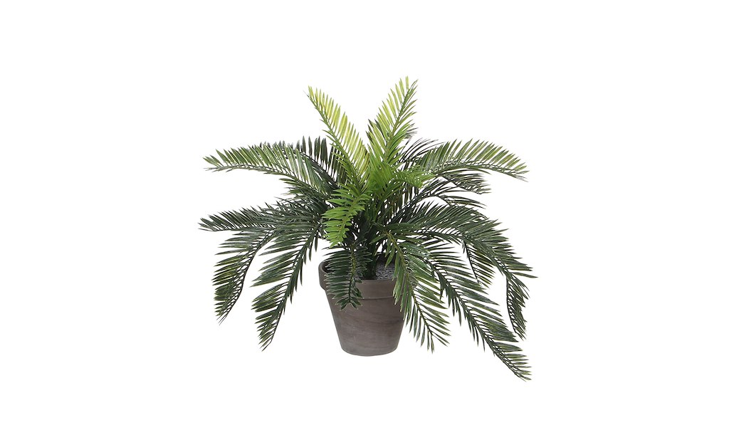 Biljka u saksiji Cycas 44cm