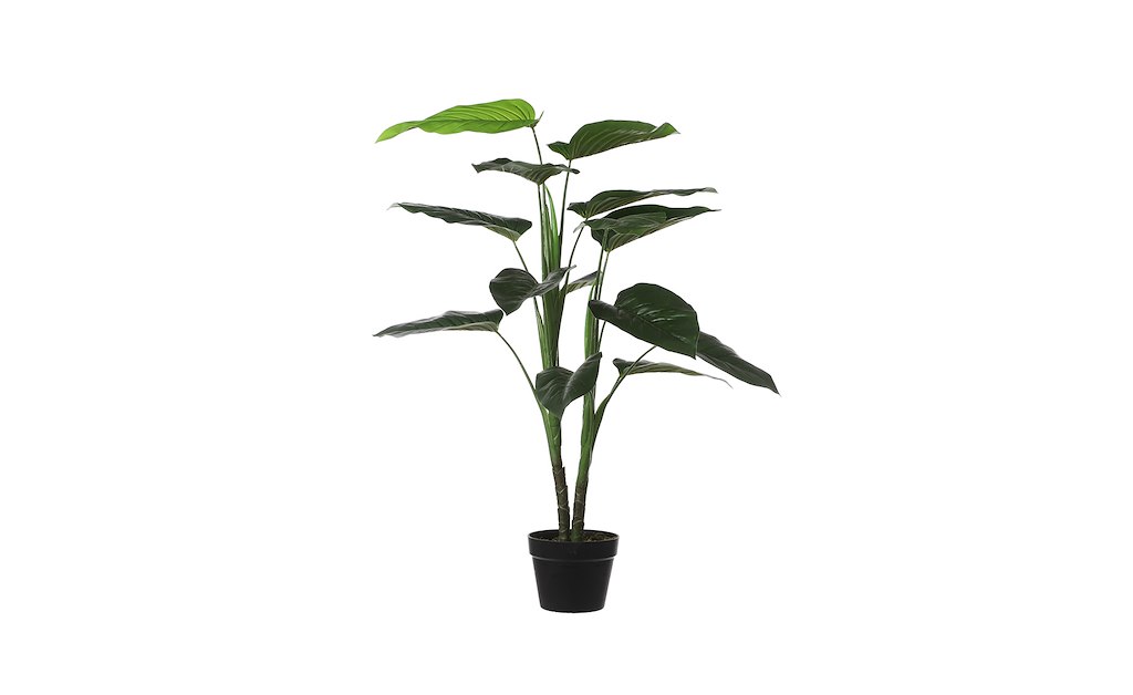 Biljka u saksiji Philodendron 100x70cm