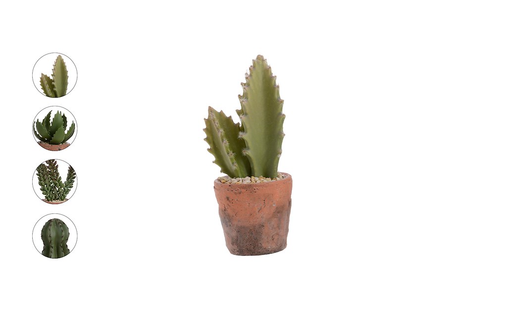 Biljka u saksiji Cactus 8x23cm više vrsta