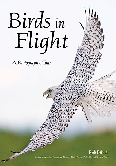 Birds In Flight