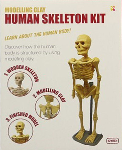Model Clay Kit Human Skeleton