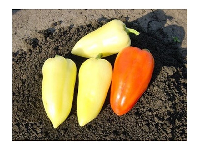 Paprika amanda za punjenje domaće seme