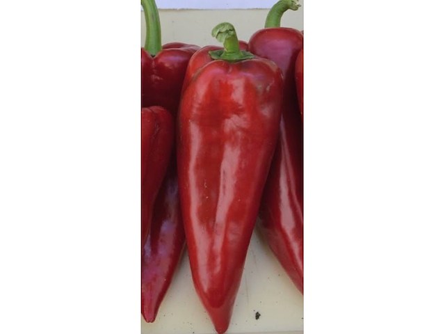 Paprika slatka venčara leskovačka paprika za sušenje i