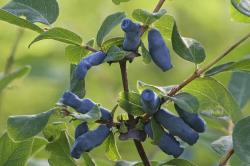 Lonicera caerulea (seme) Kamcatska borovnica