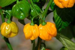 Zuti Habanero Scotch bonnet - Ljuta paprika (seme)