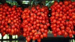 Tomato Pomodorino del Piennolo del Vesuvio-Raste u grozdovima,dugo se cuva,nizak,rodan.