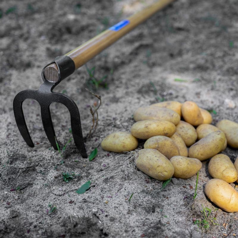 Motika – vile za vađenje krompira