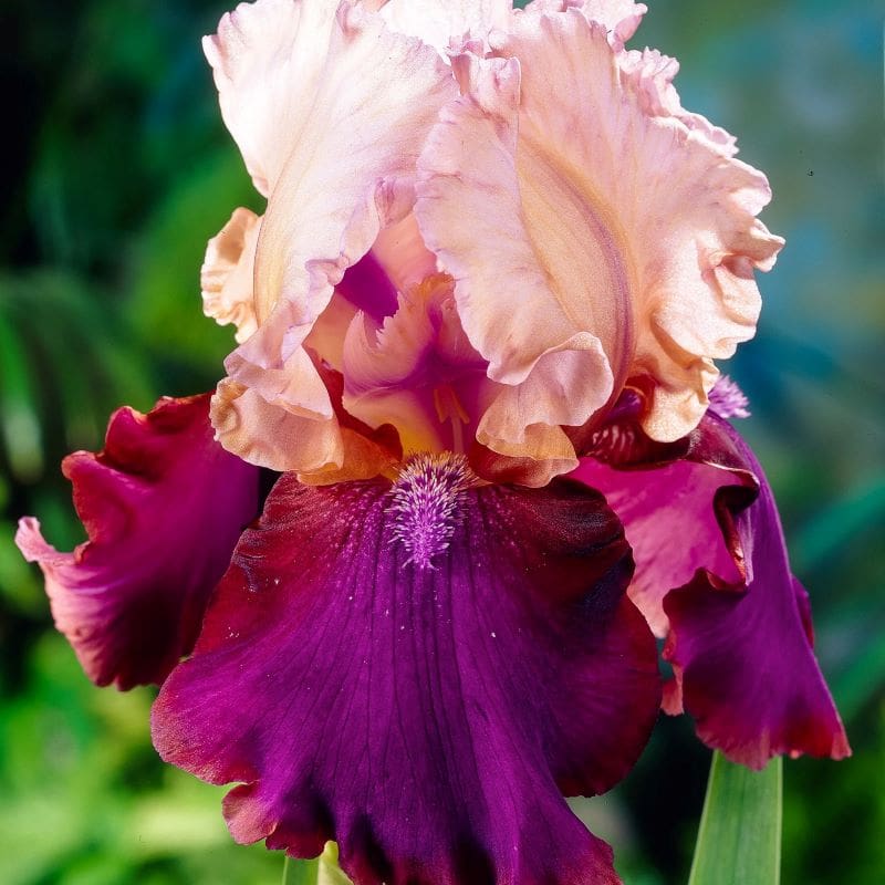 Iris Ružičasto Ljubičasti