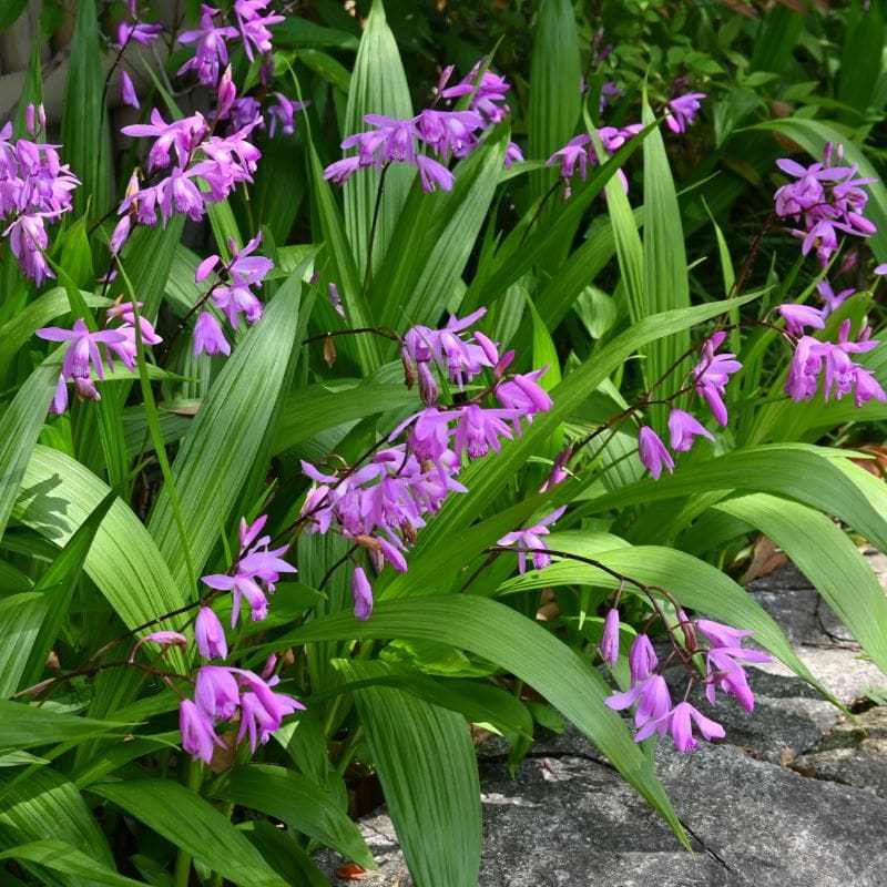 Evropska orhideja