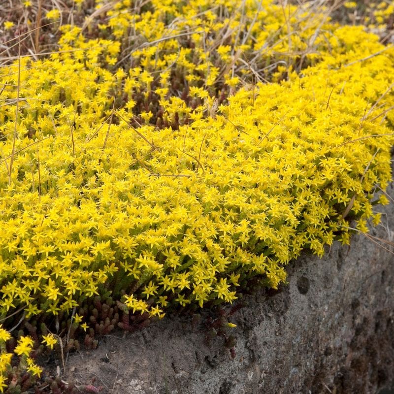 Sedum Žuta Kraljica