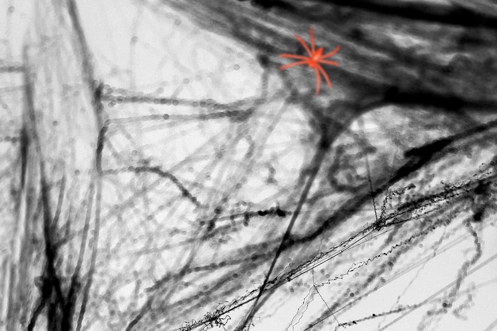 Crna paukova mreža
