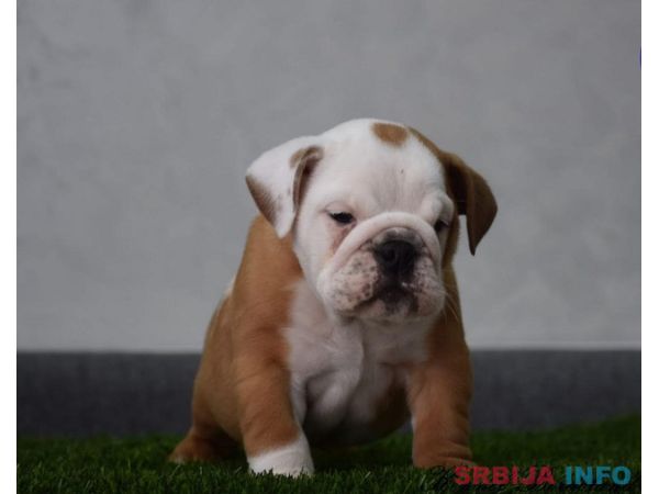 Engleski Buldog, štenci