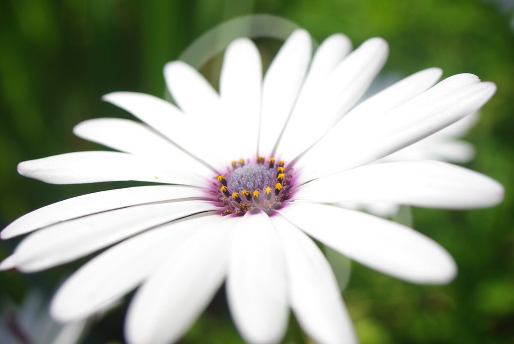 Beli cvet