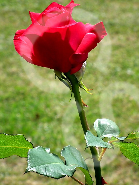 Valentinovo Crvena ruža
