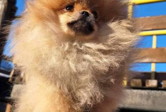 Pomeranac