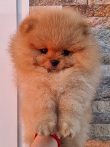 Pomeranac boo meda