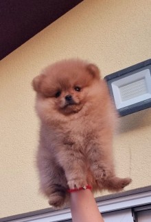 Pomeranac boo