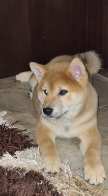 Shiba inu povoljno