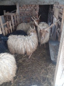 Vitoroga zuja racka ovca