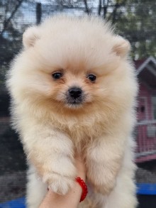 Pomeranac boo meda