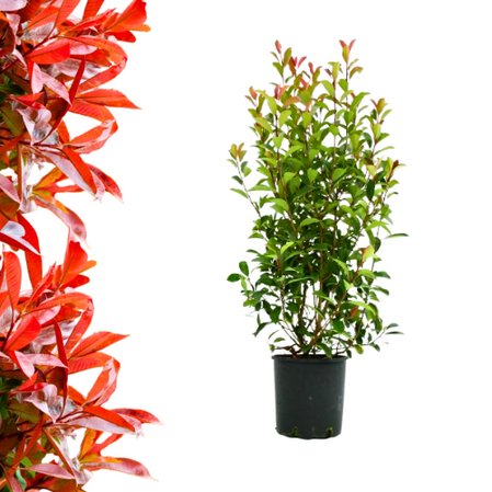 Photinia fraseri - Red Robin 140cm